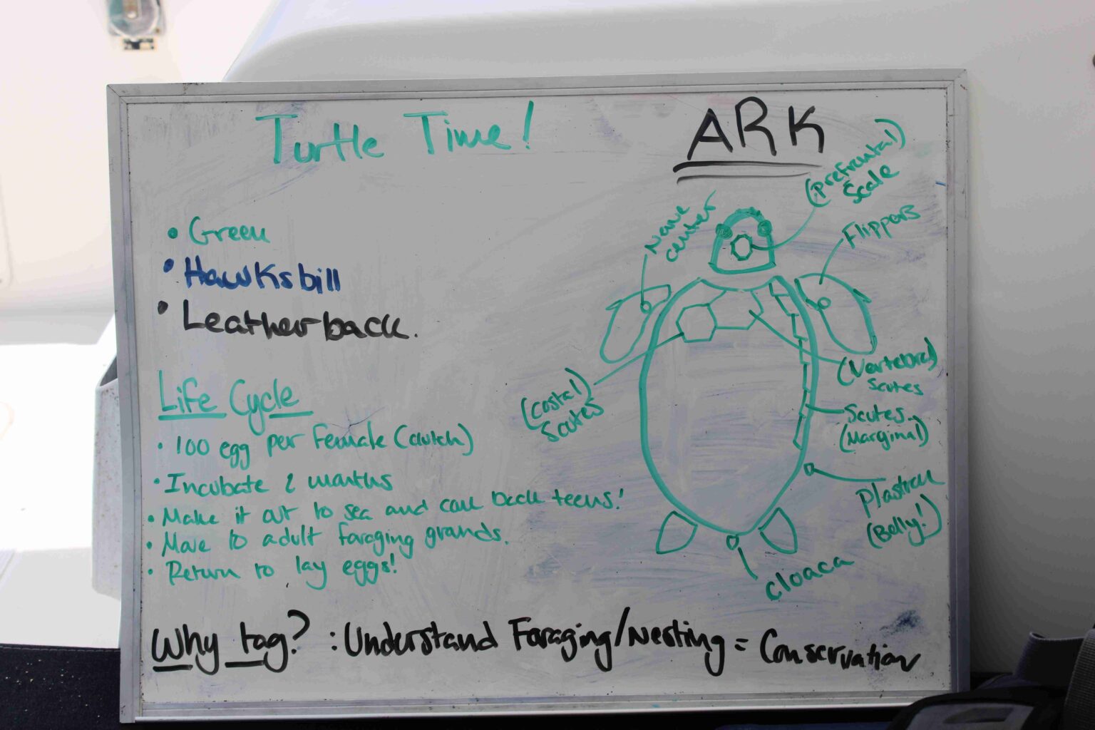 Sea Turtle Predators: Understanding the Threats to Sea Turtles - Sail ...