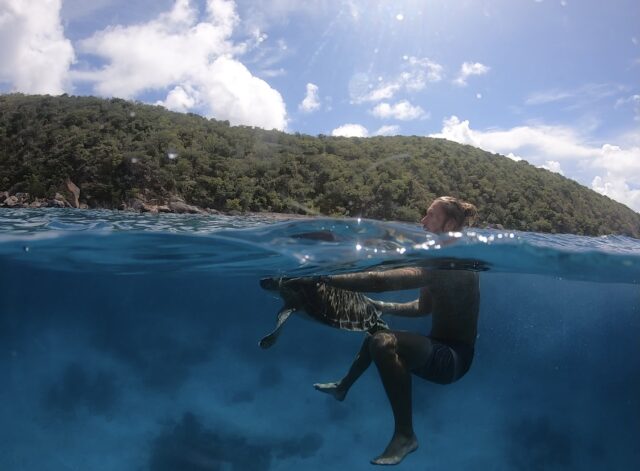 Sea Turtle Predators: Understanding the Threats to Sea Turtles - Sail ...