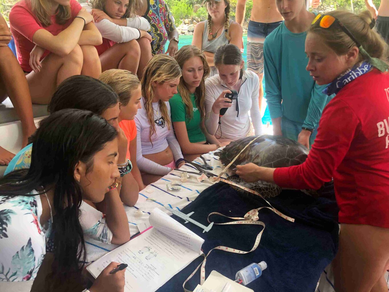 Sea Turtle Predators: Understanding the Threats to Sea Turtles - Sail ...