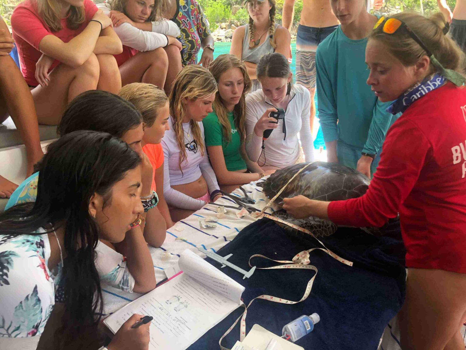 Sea Turtle Predators: Understanding the Threats to Sea Turtles - Sail ...