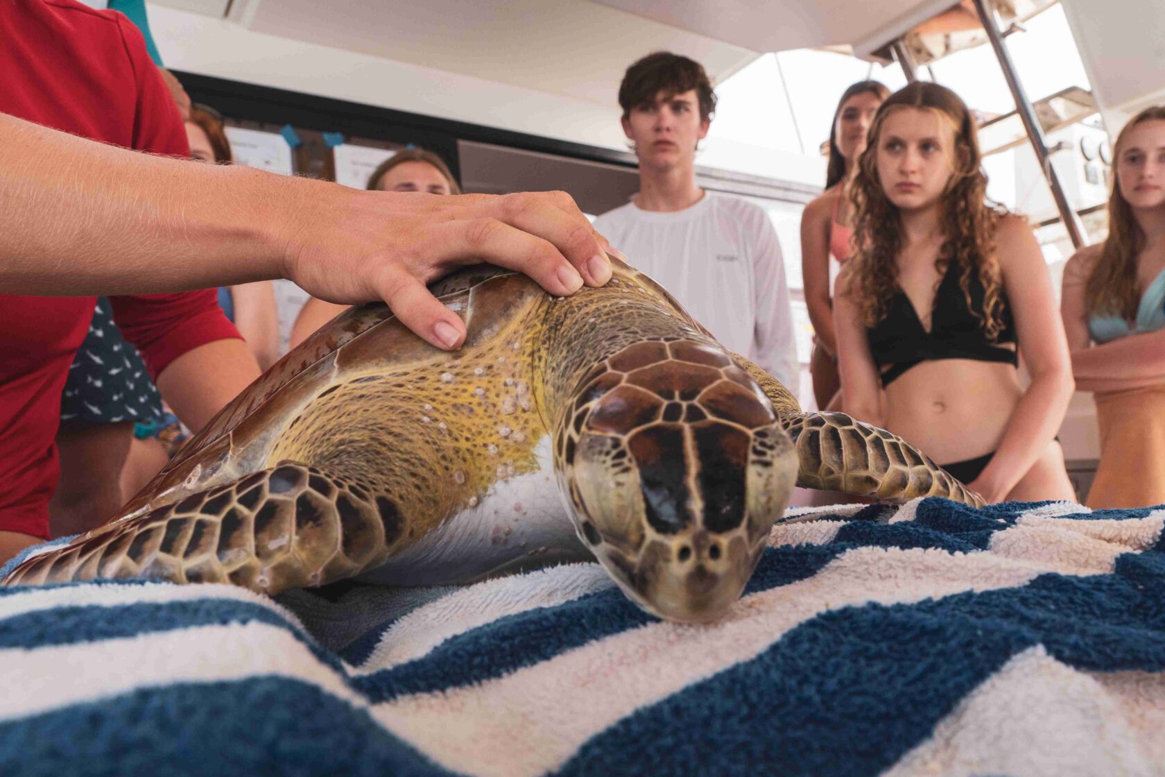 Sea Turtle Predators: Understanding the Threats to Sea Turtles - Sail Caribbean